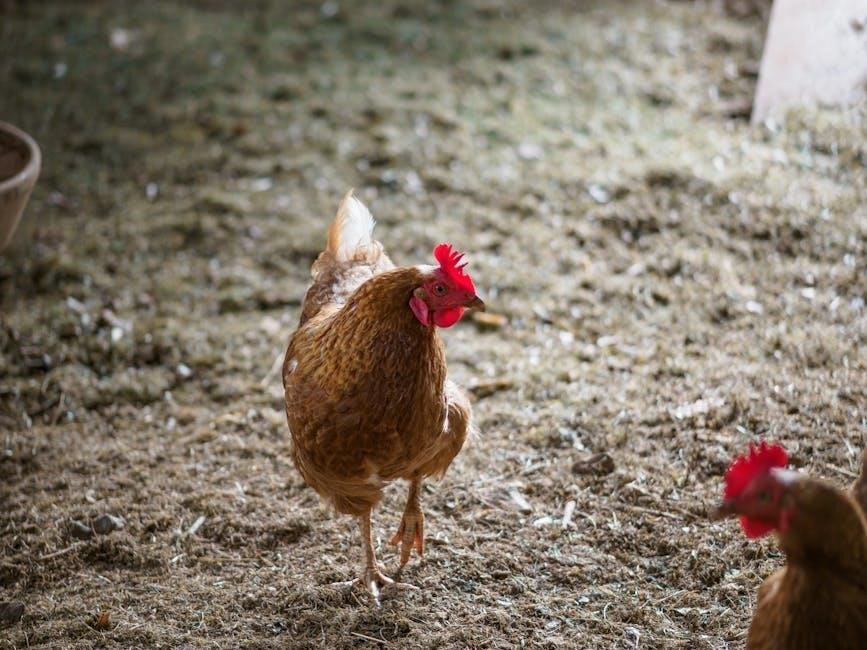 Ultimate Layer Chicken Feeding Guide - Tips & PDF